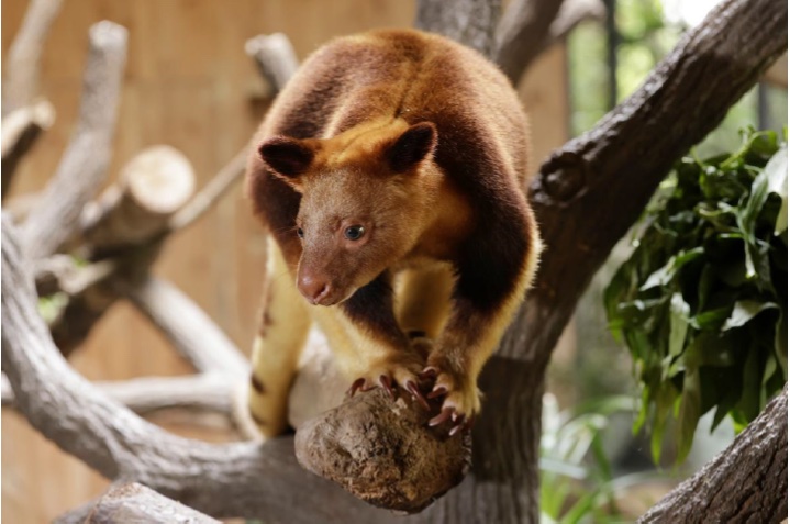 Maple Bear Midview City Celebrates 10 Years With Kangaroo Adoption At ...